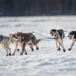 Alaska Dog Sled or ATV Ride in Fairbanks - The ATV Option: A Suitable Replacement When Snow Is Limited
