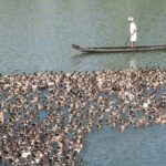 Aleppey House Boat Cruise, Cochin Excursions from Cruise Terminal - Who Will Love This Tour?