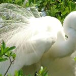 Alexander Springs 4 Hour Guided Kayak/ Swim/ Snorkel Adventure - Final Thoughts: Is It Worth It?