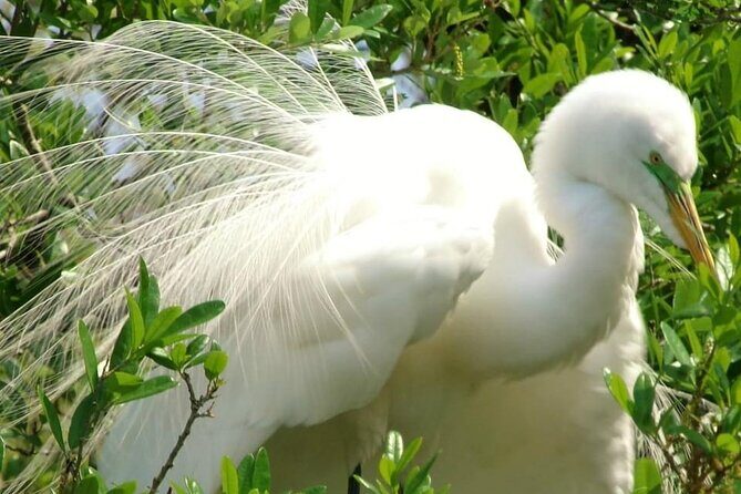 Alexander Springs 4 Hour Guided Kayak/ Swim/ Snorkel Adventure - Final Thoughts: Is It Worth It?