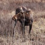 Algonquin Park: Adventure Tour from Toronto - Who Should Consider This Tour?