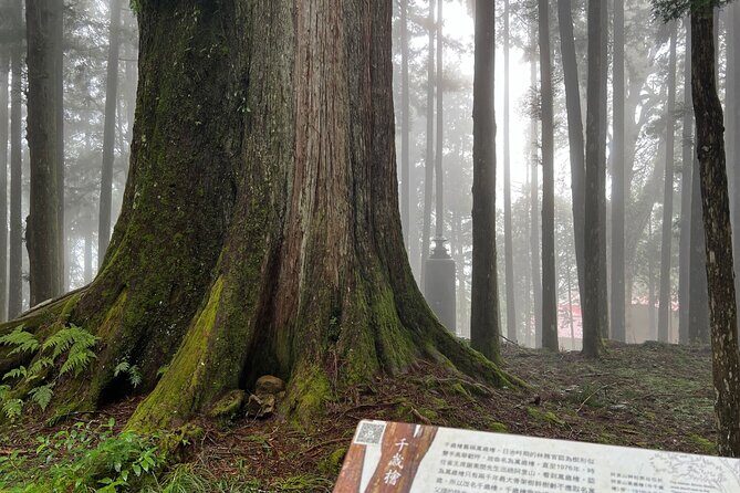 Alishan Day Tour from Chiayi (Incl. Park Entrance) - Transportation and Practicalities