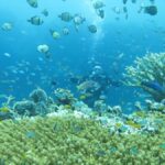 All Include Fun Dive At Menjangan Island - The Itinerary Breakdown