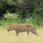 All inclusive 12 Hour Wilpattu National Park Safari - The Wilpattu National Park Safari Experience