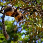 All-inclusive Central Sri Lanka Three Days Tour - A Deep Dive Into the Three-Day Adventure