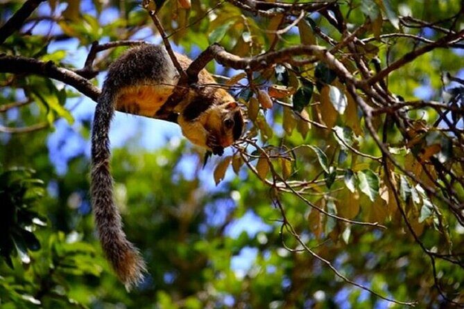 All-inclusive Central Sri Lanka Three Days Tour - A Deep Dive Into the Three-Day Adventure