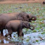All inclusive Safari Tour at Wasgamuwa National Park from Kandy - Key Points