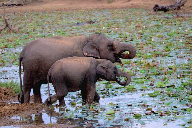 All inclusive Safari Tour at Wasgamuwa National Park from Kandy - Key Points