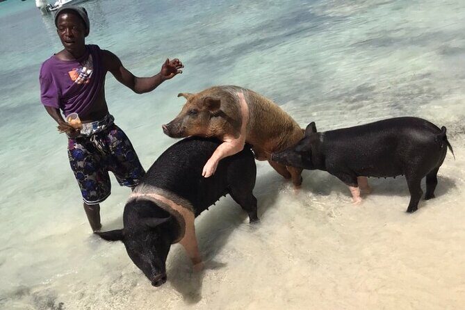 All Inclusive Swimming With The Pigs - Who Will Love This Tour?