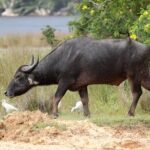 All Inclusive Wilpattu National Park Day Tour From Anuradhapura - Detailed Itinerary & What to Expect