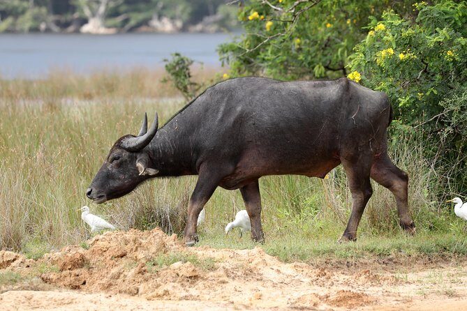 All Inclusive Wilpattu National Park Day Tour From Anuradhapura - Detailed Itinerary & What to Expect