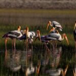 All Inclusive Yala National Park Full Day Game Drive - What’s Included and What’s Not