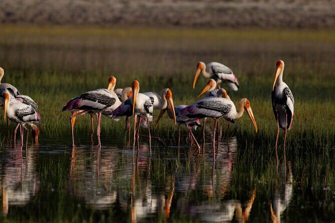 All Inclusive Yala National Park Full Day Game Drive - What’s Included and What’s Not