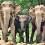 All Inclusive Yala National Park Full Day Safari - Why This Tour Stands Out