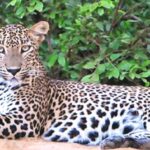 All-inclusive Yala Safari Tour and Kirinda Beach - Is This Tour Worth the Cost?