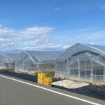 All-you-can-eat picking of organic strawberries in Yamanashi - Who Will Love This Tour?