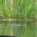 Alligator River Kayak Adventure - The Experience: What Makes It Special?