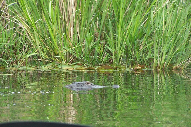 Alligator River Kayak Adventure - The Experience: What Makes It Special?