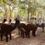 Alpaca Experience Tour - Who Will Love This Tour?