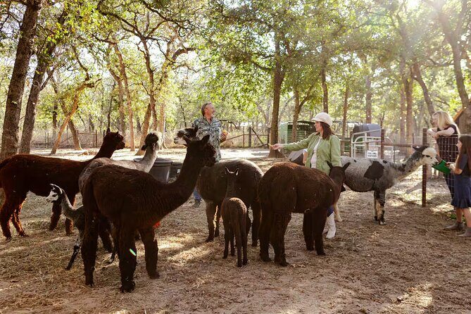 Alpaca Experience Tour - Who Will Love This Tour?