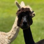Alpaca Tour on the Road to Hana - Why This Experience Offers Value