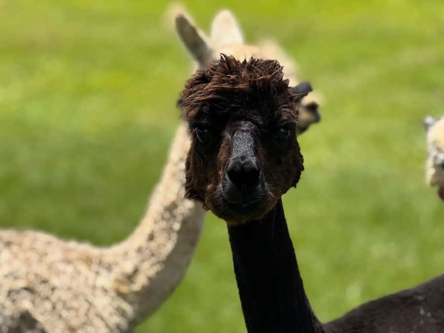 Alpaca Tour on the Road to Hana - Why This Experience Offers Value
