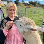 Alpaca Walking Adventure in Scenic Carmel Valley - Introducing Your Alpaca Friend