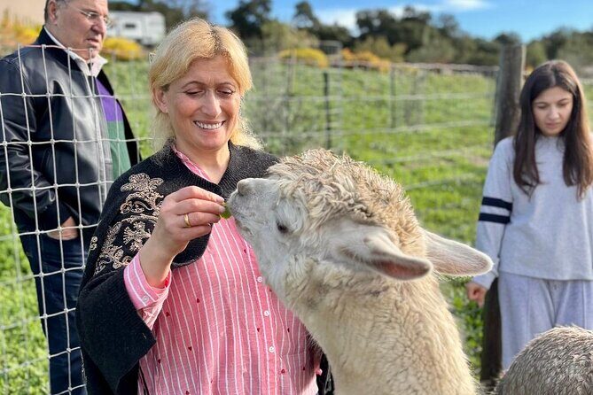 Alpaca Walking Adventure in Scenic Carmel Valley - Introducing Your Alpaca Friend
