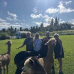 Alpacas Farm Tour on the Road to Hana - The Experience in Context