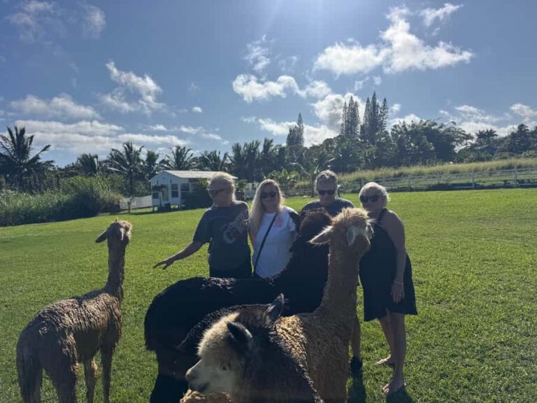 Alpacas Farm Tour on the Road to Hana - The Experience in Context
