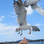 Amanohashidate & Miyama 1-Day Bus Tour: From Osaka/Kyoto w/ Lunch - Why This Tour Delivers Value