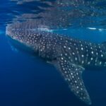 AMAZING SUMBAWA WHALE SHARK TOUR - What to Expect from the Tour