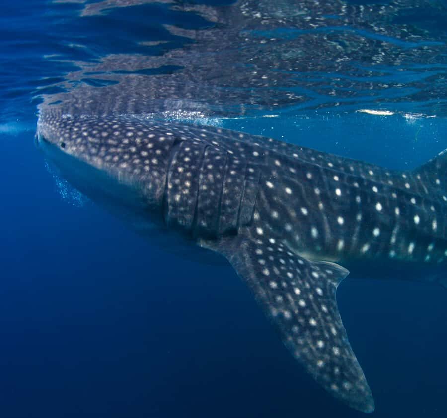 AMAZING SUMBAWA WHALE SHARK TOUR - What to Expect from the Tour