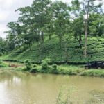 Amchong Tea Estate + Factory Visit (with Hi-tea only) - An In-Depth Look at the Tour Experience