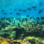Amed All Exclusive Snorkeling, Fishing & Cooking Lunch - Traditional Jukung Boat Experience