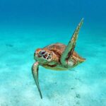 Amedee Lighthouse - What to Expect on the Day Trip