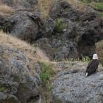 Anacortes: Whale and Orca Boat Tour near Seattle - The Itinerary: What’s Included