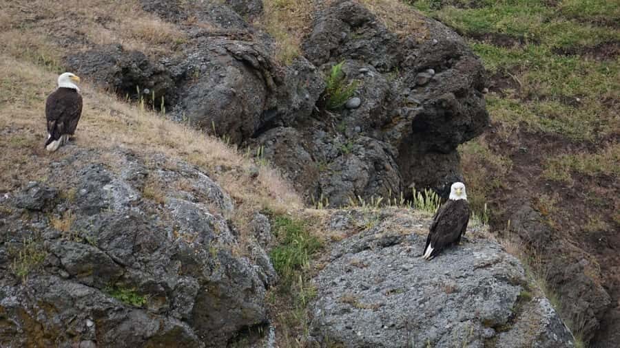 Anacortes: Whale and Orca Boat Tour near Seattle - The Itinerary: What’s Included