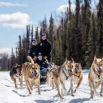 Anchorage: Dog Sled Ride in Willow with Transfers - Authenticity and Authentic Experiences