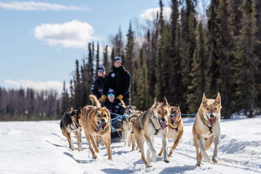 Anchorage: Dog Sled Ride in Willow with Transfers - Authenticity and Authentic Experiences