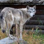 Anchorage: Scenic Tour to Wildlife Center - The Scenic Drive & Photo Stops