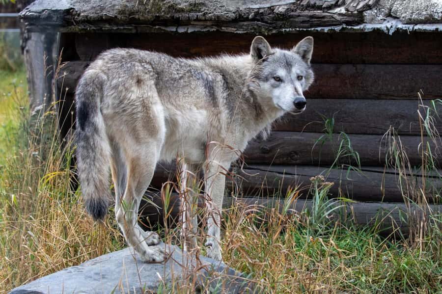 Anchorage: Scenic Tour to Wildlife Center - The Scenic Drive & Photo Stops