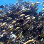 Ang Thong National Marine Park Tour by Speed Boat with Lunch - Practical Tips for Travelers