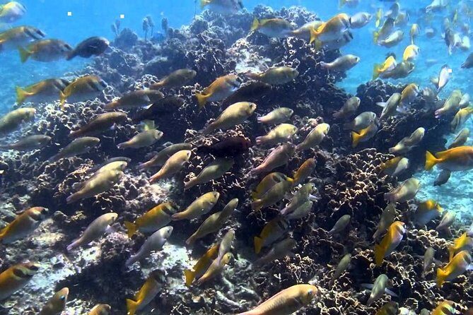 Ang Thong National Marine Park Tour by Speed Boat with Lunch - Practical Tips for Travelers