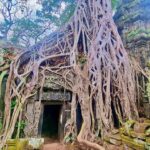 Angkor: The Jungle Temple tour by Vintage Jeep - What to Expect and Practical Considerations