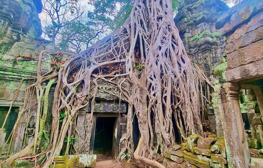 Angkor: The Jungle Temple tour by Vintage Jeep - What to Expect and Practical Considerations