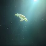 Anguilla Based: 1-Tank Group Night Dive (certification Required) - Authentic Experiences and Traveler Feedback