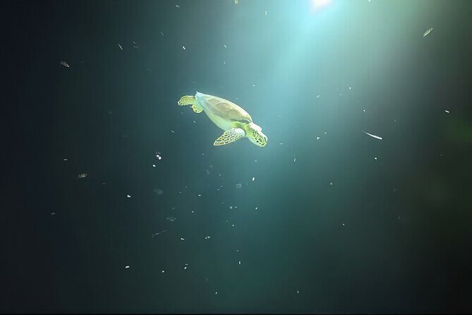 Anguilla Based: 1-Tank Group Night Dive (certification Required) - Authentic Experiences and Traveler Feedback