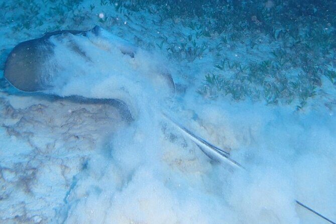 Anguilla Based: PADI Discover Scuba (Introductory Dive) - Why This Tour Offers Good Value