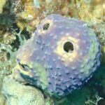 Anguilla Based:Complete your PADI Open Water Dives 1 & 2 with us - Who Would Enjoy This Experience?